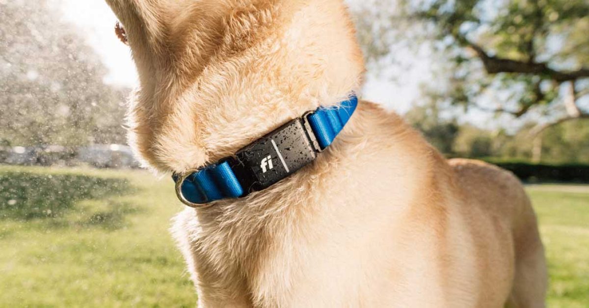 Découvrez le collier GPS pour chiens Fi’s Series 3+ : Détection du ...